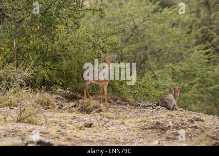 Dik-dik in the woodland Stock Photo - Alamy