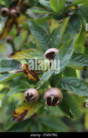 Medlar fruit ripening on tree, Mespilus germanica Stock Photo - Alamy
