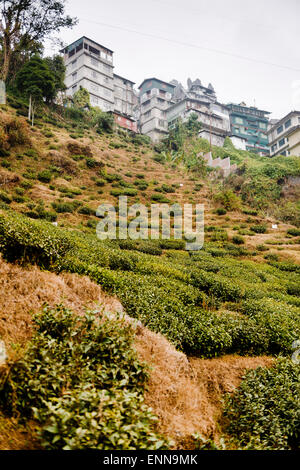 Tea estate in Darjeeling West Bengal India Asia Stock Photo - Alamy