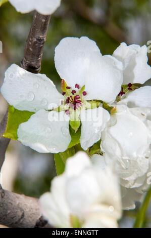 Apple blossom, flowers at "petal fall" with calyx and five sepals ...