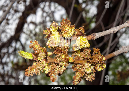 Spring flowering Maple after the rain Stock Photo - Alamy