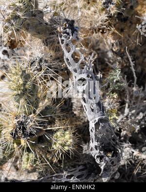 Cholla skeleton Stock Photo - Alamy