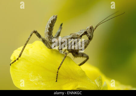 A very small and young immature praying mantis Stock Photo - Alamy
