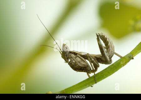 A very small and young immature praying mantis Stock Photo - Alamy