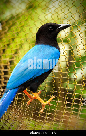 Yucatan jay (Cyanocorax yucatanicus), Mexico Stock Photo - Alamy