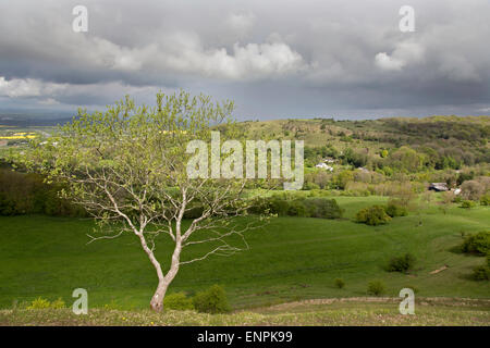 Crickley Hill Country Park from Barrow Wake viewpoint near Birdlip ...