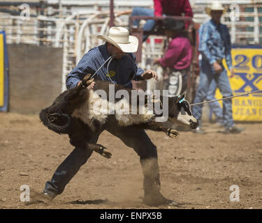 a cowboy competes in the tie-down roping event at a rodeo Stock Photo ...
