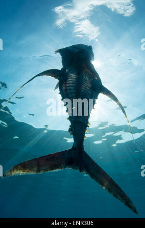The silhouette of the carcass of a giant yellow fin tuna floating ...
