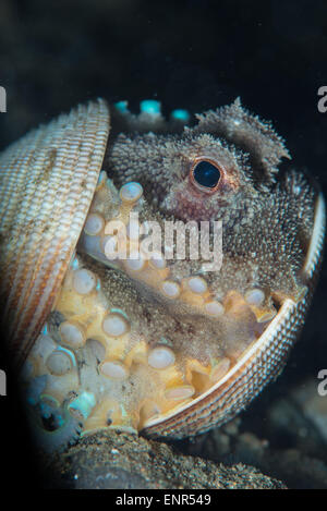 A coconut octopus using a shell to protect itself Stock Photo - Alamy