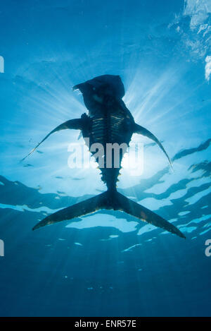 The silhouette of the carcass of a giant yellow fin tuna floating ...