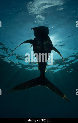 The silhouette of the carcass of a giant yellow fin tuna floating ...