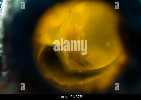 the fetus of a cuttlefish inside its egg laid inside a glass bottle ...