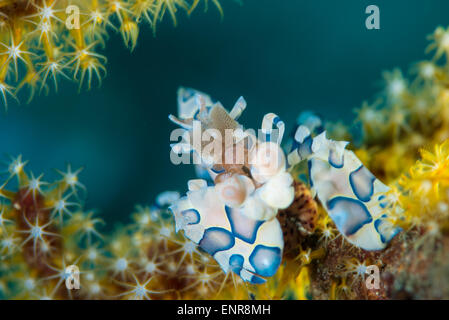 Harlequin shrimp in beautiful yellow soft coral Stock Photo - Alamy