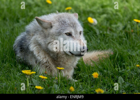 A timber wolf at Longleat Safari Park Stock Photo - Alamy