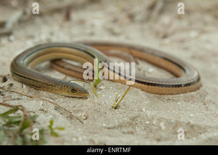 Island Glass Lizard (Ophisaurus compressus), Kissimmee Prairie Preserve ...
