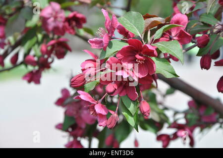 Magnificent cherry tree branches in blossom closeup Stock Photo - Alamy