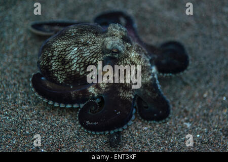 Small octopus moving along on the ocean floor Stock Photo - Alamy