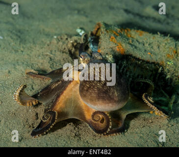 Octopus moving around its dwelling Stock Photo - Alamy