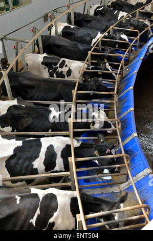 Dairy Cows in Milk Production Cycle Stock Photo - Alamy