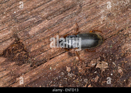 Strawberry Seed Beetle, Pseudoophonus rufipes, Pseudophonus rufipes ...