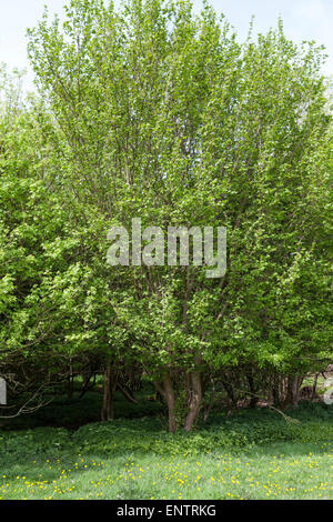 Hazel tree hedgerow Stock Photo - Alamy