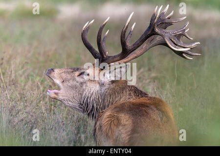 Red Deer stag bugling during the rut Stock Photo - Alamy