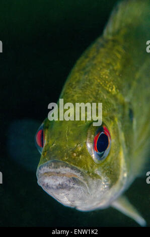 Rock Bass (Ambloplites rupestris) Actinopterygii Stock Photo - Alamy
