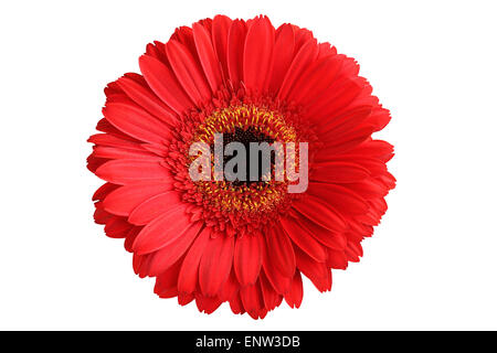 Red Gerbera flower with shadow on light grey background Stock Photo - Alamy