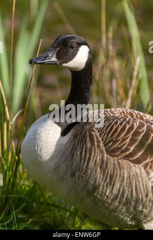 An adult Canada Goose Stock Photo - Alamy