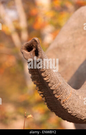 African elephant family group using a mud bath to cool down and control ...