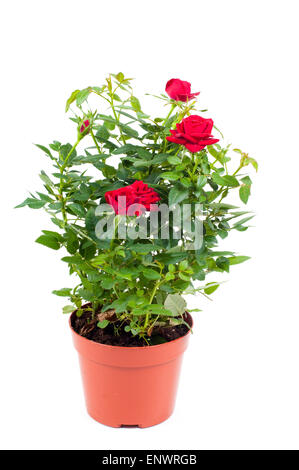 Beautiful red roses in pot on black and white background Stock Photo ...