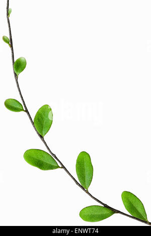 Loranthus is a genus of parasitic plants that grow on the branches of ...