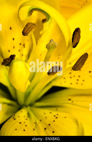 Calyx of a yellow Lily Stock Photo - Alamy