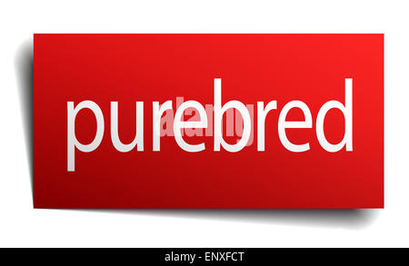 purebred blue paper sign on white background Stock Photo - Alamy
