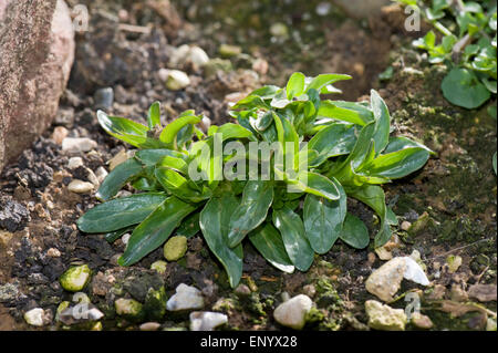 broad-leaved willow-herb (Epilobium montanum), blooming single plant ...