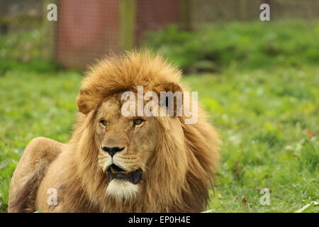 Lion Huge Proud Male Stock Photo - Alamy