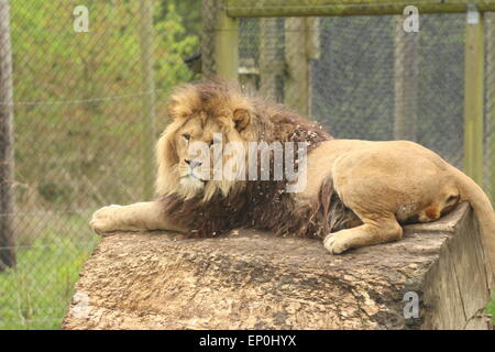Lion Huge Proud Male Stock Photo - Alamy