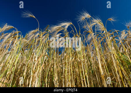 Worm's-eye view on barley ears (Hordeum vulgare) in field in spring ...