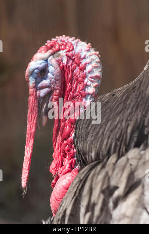 Ugly breed of Wild Turkey close up nasty and scary looking Stock Photo ...