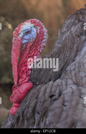 Ugly breed of Wild Turkey close up nasty and scary looking Stock Photo ...