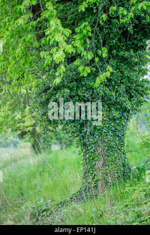 Dead old cherry tree fully covered with ivy Hedera helix Stock Photo ...