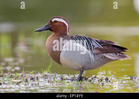 Garganey, Campania, Italy (Anas querquedula Stock Photo - Alamy