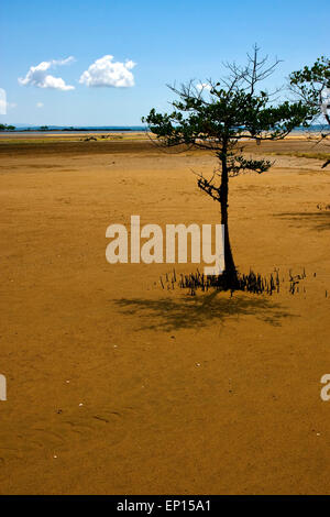 tree in the lokobe reserve in the coast of madagascar Stock Photo - Alamy