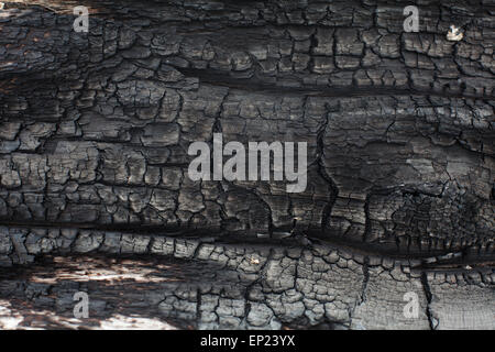 Burnt pine tree log Stock Photo - Alamy