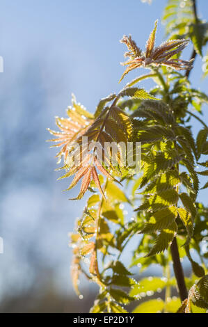 Close up of rowan tree leaves in taiga forest Stock Photo - Alamy