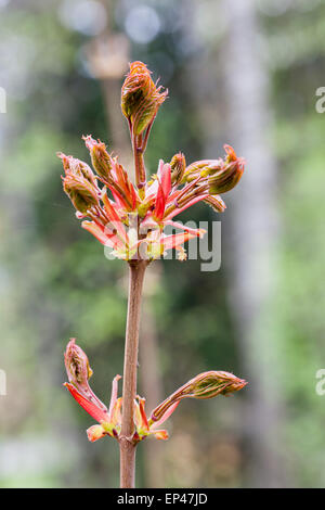 Twigs of a red maple tree (Acer rubrum). Peak fall foliage. Leaves changing colors, in vibrant ...