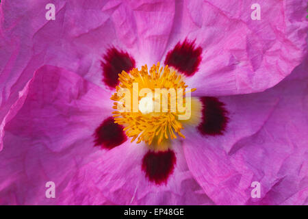 Cistus x purpureus. Purple-flowered rock rose in an english garden in ...