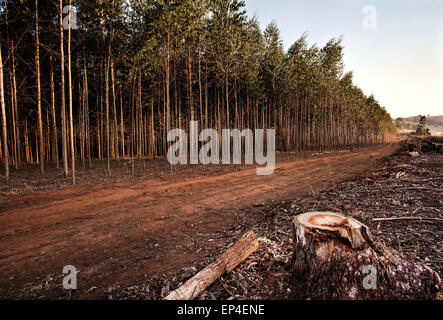 Tree logging in rural Swaziland with heavy machinery, stacked timber ...