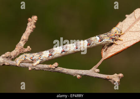 A Woolly Gray Moth (Lycia ypsilon) caterpillar (larva) mimics a twig ...