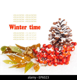 A twig of mountain ash and cone on snow background Stock Photo - Alamy